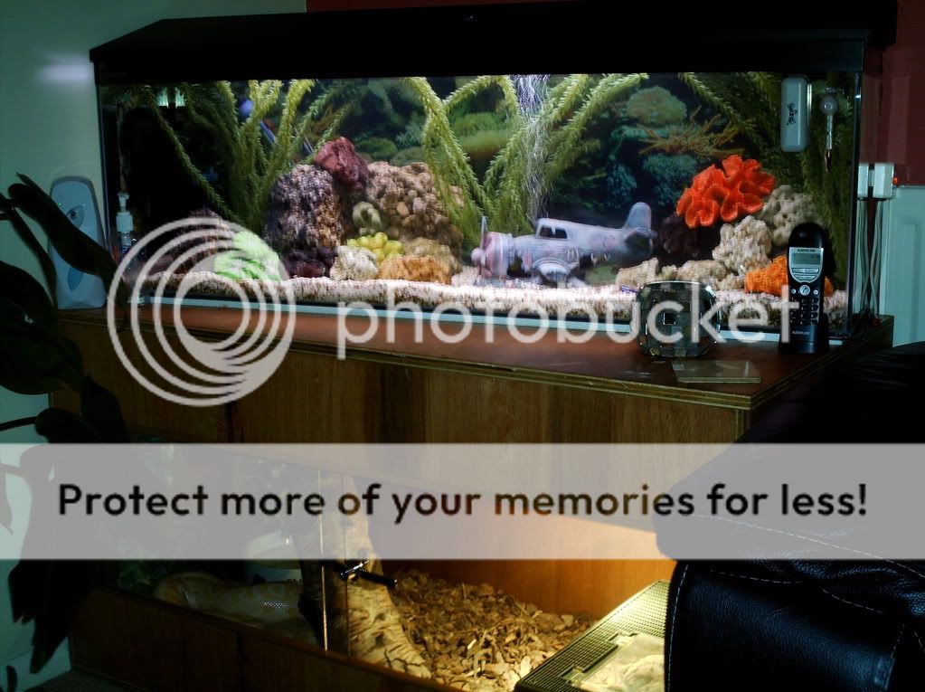 W Midlands - 4ft clear seal fish tank and hood | Reptile Forums